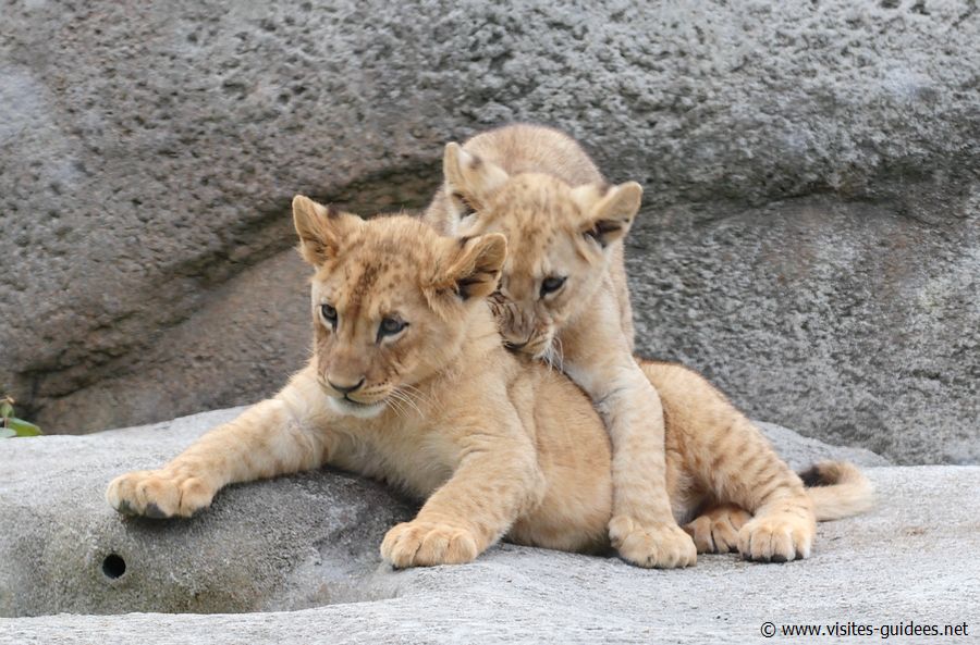 Parc Zoologique de Paris Lionceaux Atlas et Shani – Visites guidees